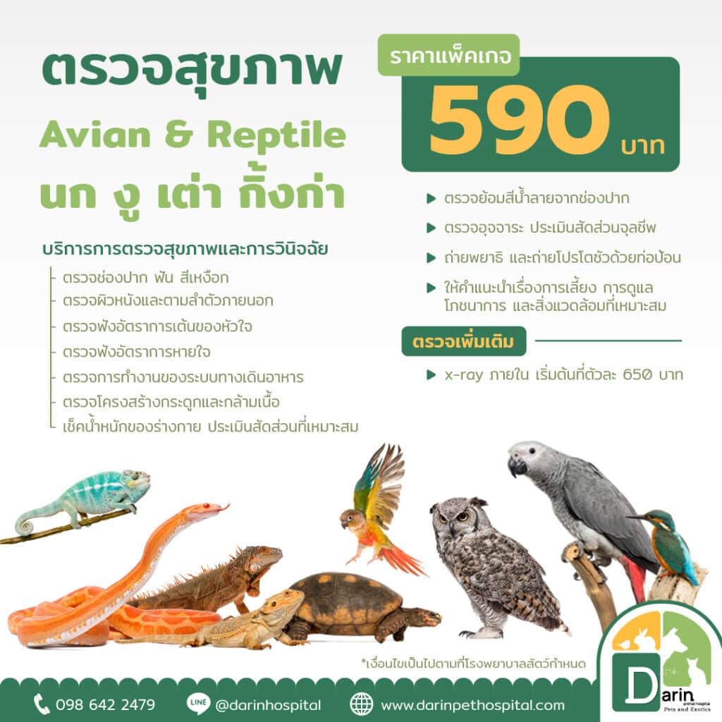 Exotic-English - โรงพยาบาลสัตว์ดารินรักษ์
