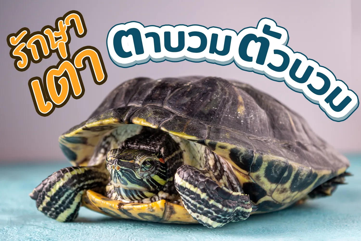 กษาเต่าตาบวม เต่าตัวบวม - โรงพยาบาลสัตว์ ดารินรักษ์