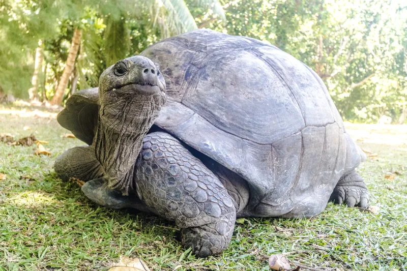 กษาเต่าตาบวม เต่าตัวบวม - โรงพยาบาลสัตว์ ดารินรักษ์