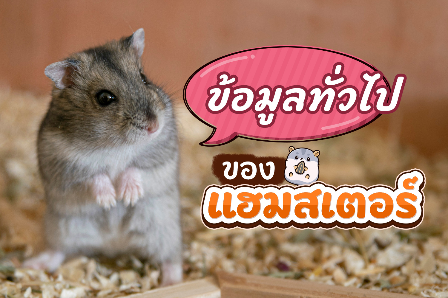 ข้อมูลทั่วไปของแฮมสเตอร์ - โรงพยาบาลสัตว์ดารินรักษ์